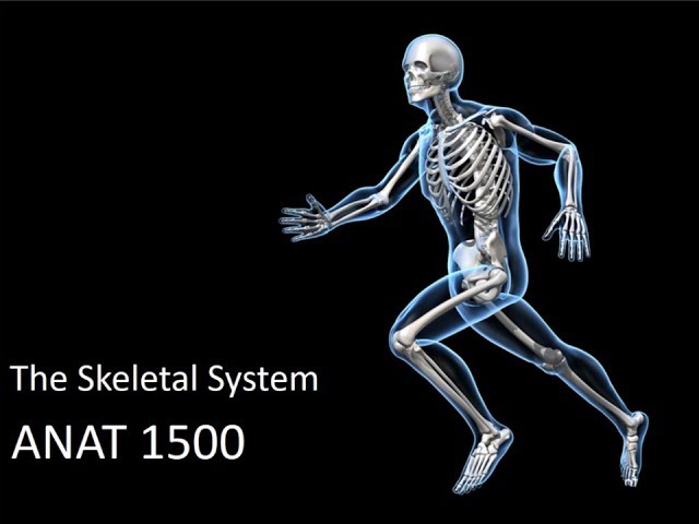 Understanding The Skeletal System Structure Function And Bone Types