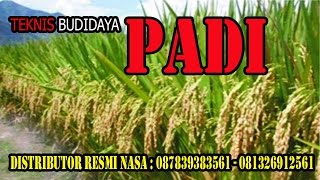 benarfuzziblog: Cara Pemupukan Padi Yang Benar