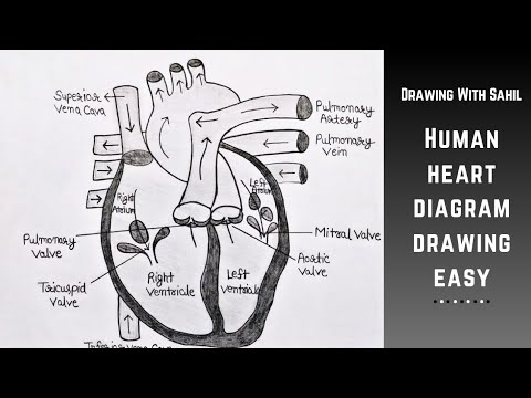 How to draw human heart diagram drawing step by step easy | human heart ki drawing kaise banate hain