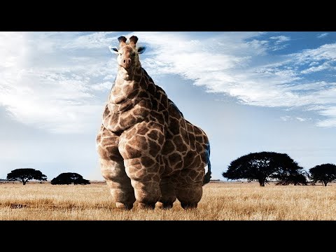 15 FATTEST Animals Ever Seen - Largest Animals