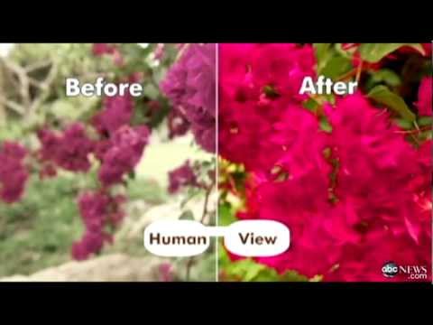 Dog Vision: Victoria Stilwell on DOGTV (ABC News Nightline)