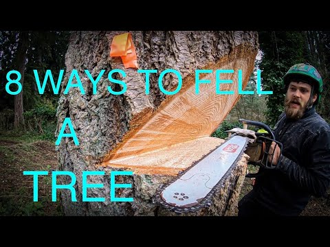 Tree Felling – The Correct Procedure – Pete's Treeworx