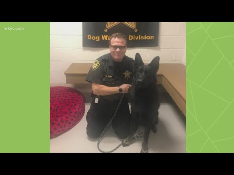 Stark County dog shot by owner now ready for adoption