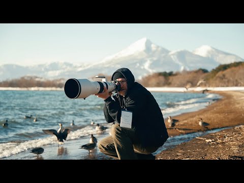 Sigma 300-600mm f/4: Specs & performance