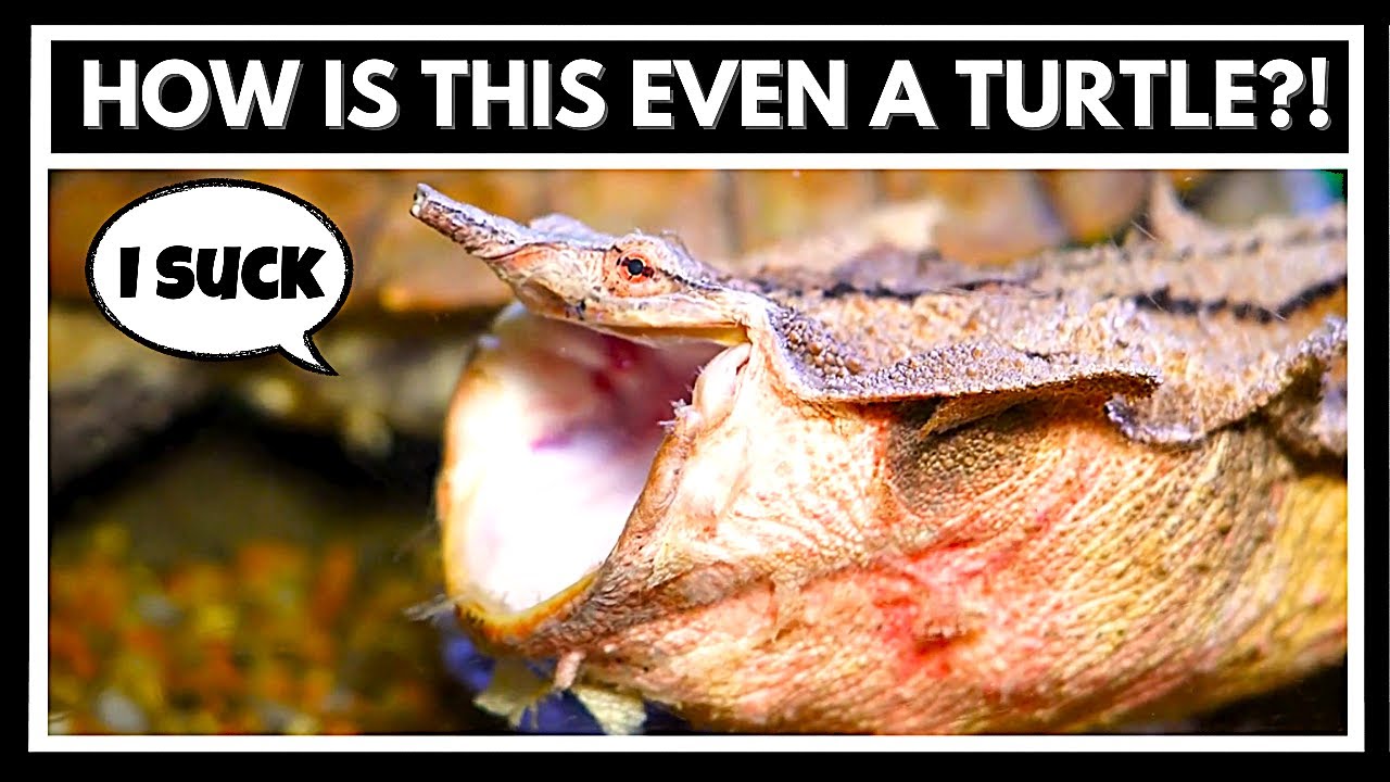 The Secret Life of Swamp Turtles Uncovered: The Mata Mata Turtle Facts!