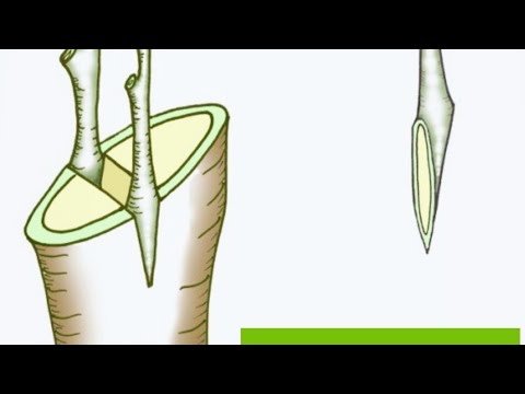 Define grafting | 4MGS channel||