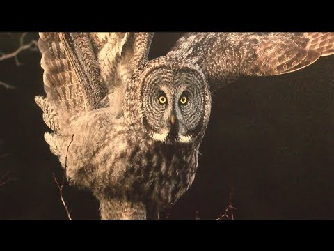 Wonders of Wildlife Celebrates Birds with "Year of the Bird"