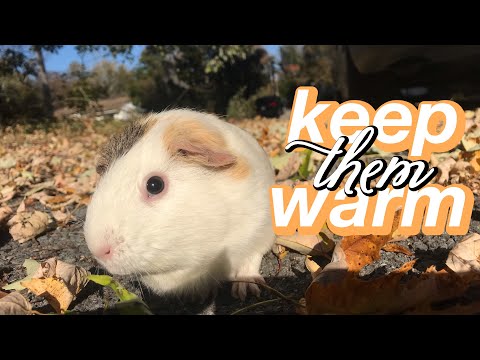 5 ways to keep guinea pigs warm in the winter