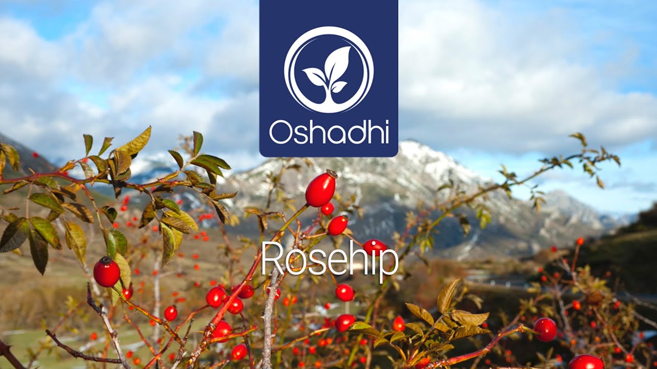 Rosehip - Rosa Rubiginosa (ROSA MOSQUETA)| Essential-Oil-Plant Portrait by Dr. Malte Hozzel
