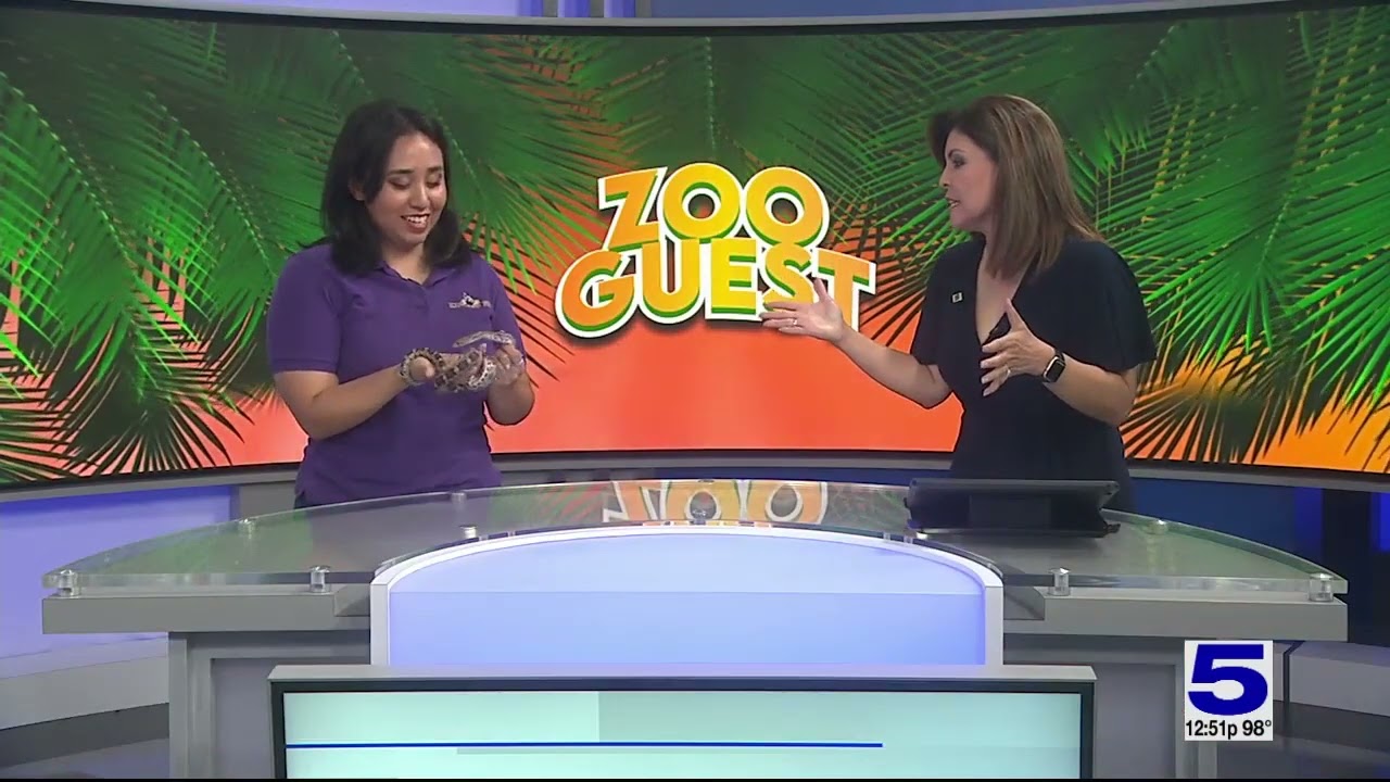 Zoo Guest: Pebbles the great plains ratsnake