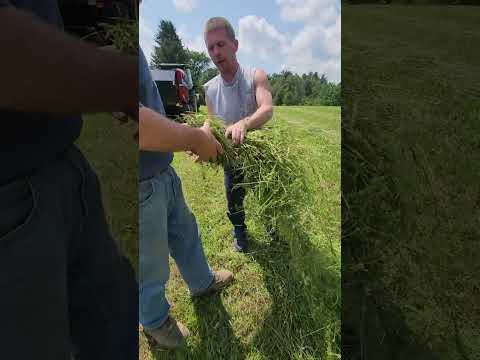 Hay Day! Making Hay In New York. New Holland 440 utility baler.