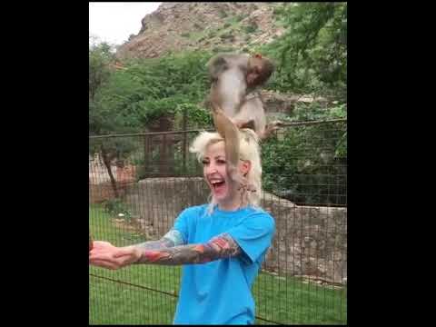 Monkey Are Always Funny