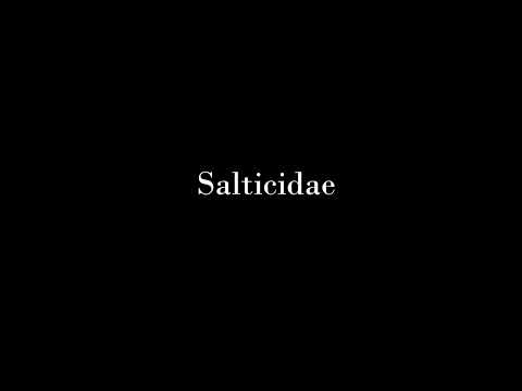 How to Pronounce Salticidae - Scientific Name for Jumping Spider