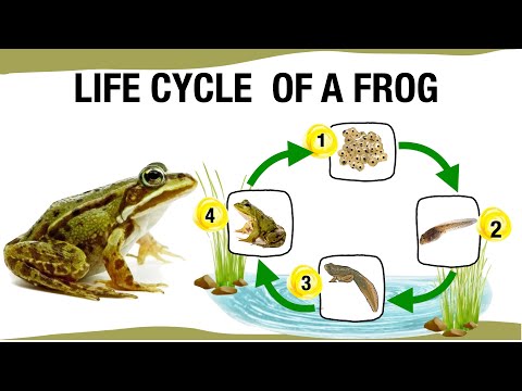 4-Stage Life Cycle of a frog