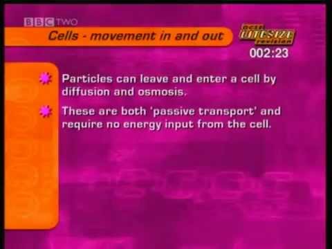 GCSE BBC Bitesize Higher Science Biology 1 Cell activity