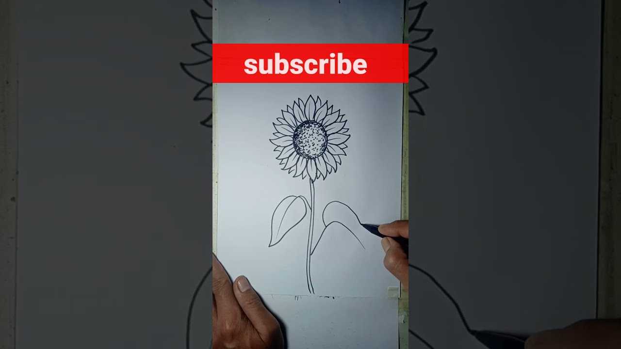 Cara mudah menggambar bunga Matahari