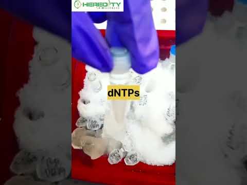 PCR Master Mix Components