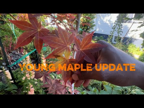 Ichigyoji | Hogyoku | Kurabu Yama | Moon Shadow | Samidare etc. young Japanese maple 🍁update