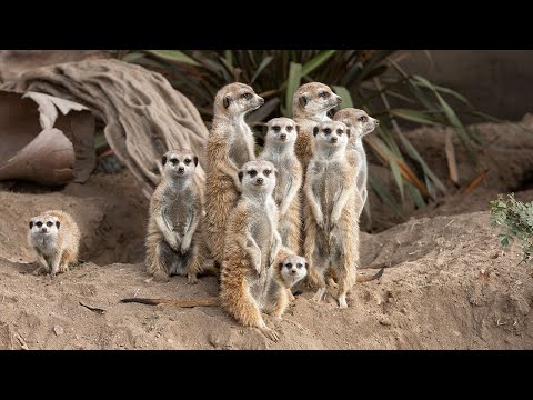 Meerkat Madness at San Diego Zoo