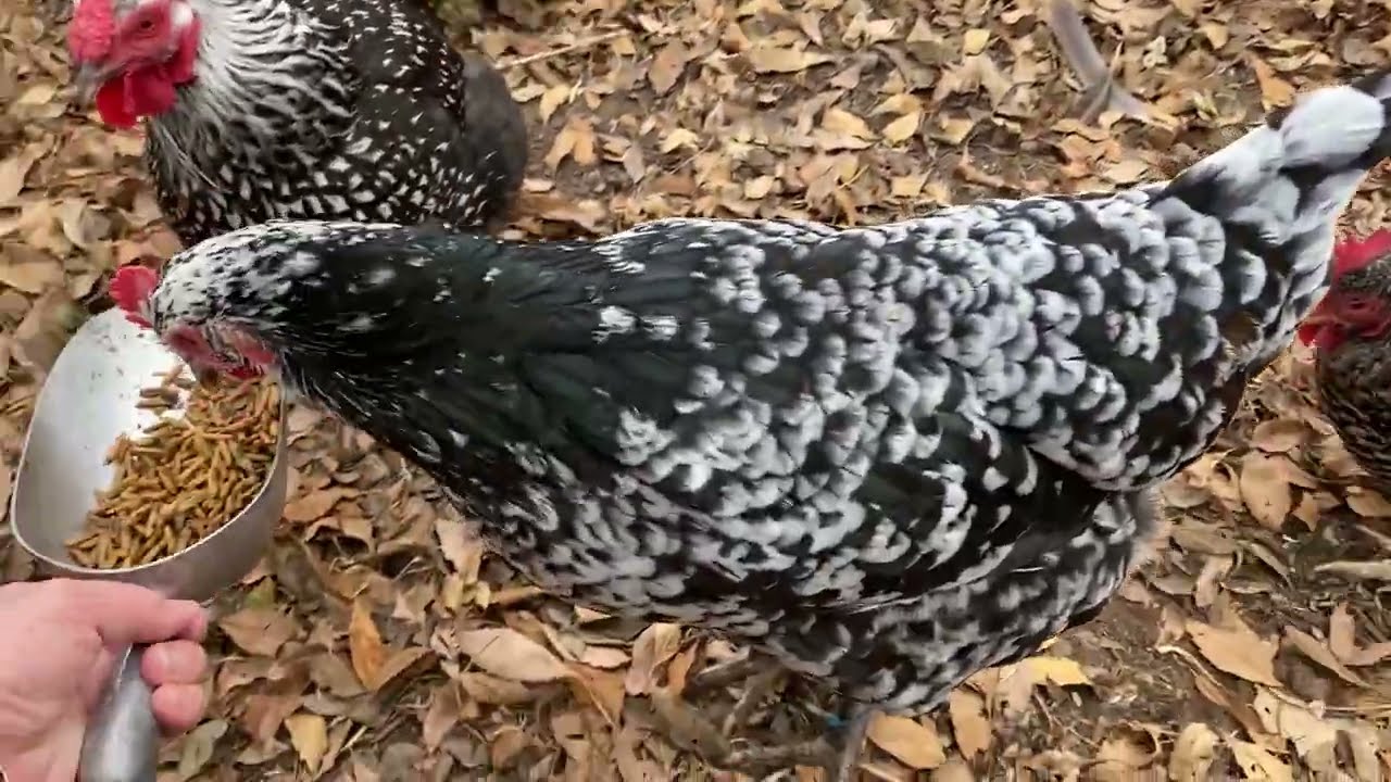 How to Get Your Backyard Chickens To Come When You Call Them - Five Minute Chicken Tips!