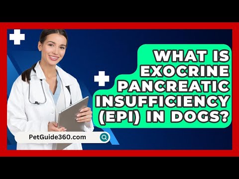 What Is Exocrine Pancreatic Insufficiency (EPI) In Dogs? - PetGuide360.com