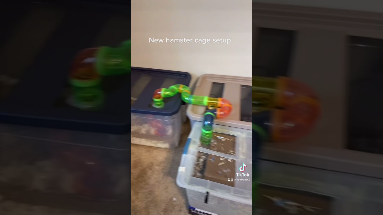 New hamster cage setup!