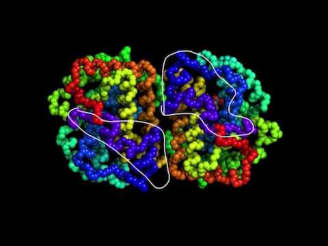 Modeling the effects of frameshift mutations
