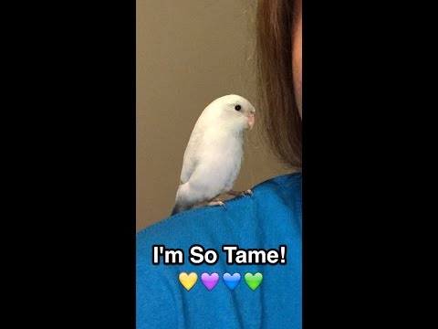 PARROTLET CARE - HOW-TO TAME a PARROTLET