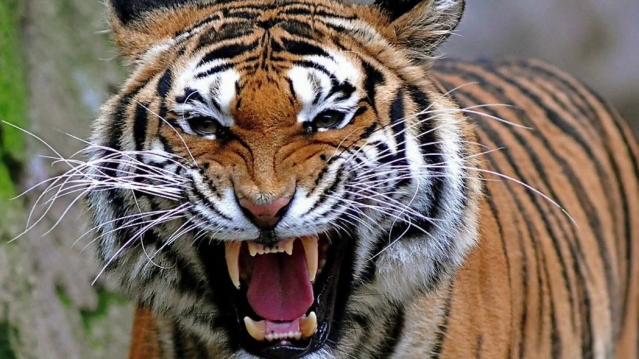 How to Create and Deliver a Successful Tech Talk