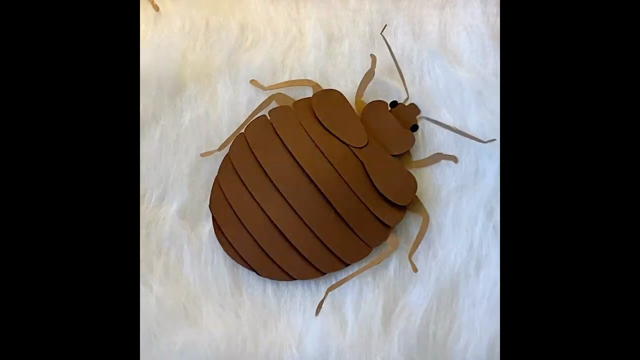 Bed Bug female short #cricutcraft #silhouette #diy #insectsvg