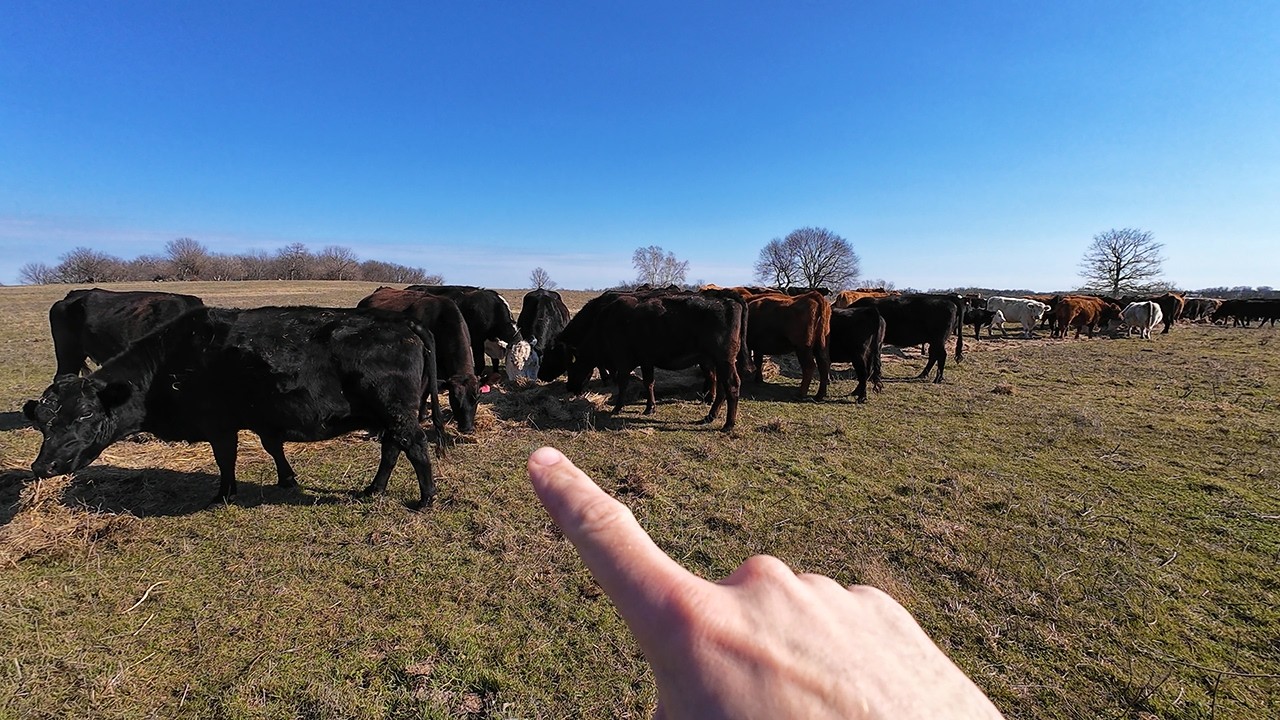 I Bought 30 More Cows!
