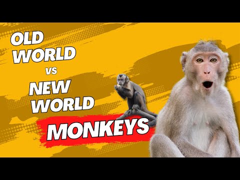 The difference between old world vs new world Monkeys