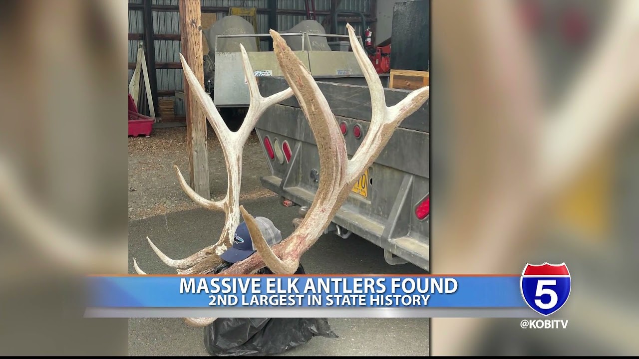 Massive elk antlers found, 2nd largest in Oregon history