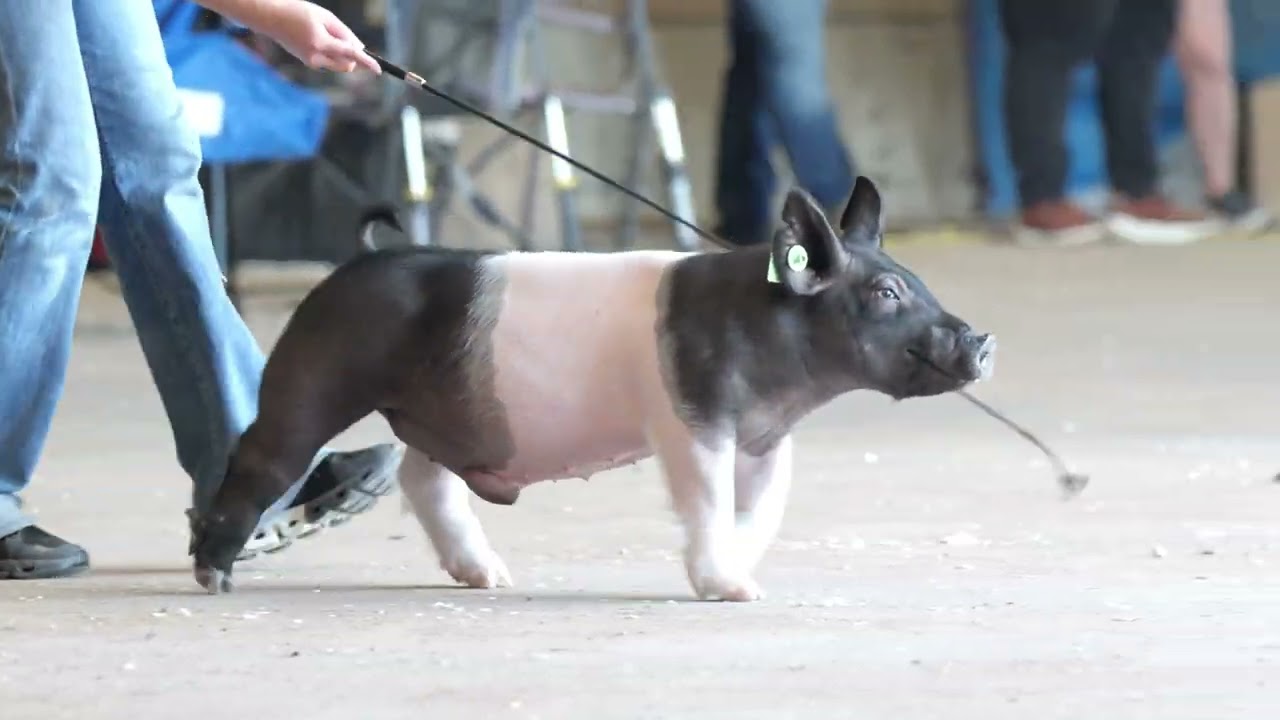 Ottenwalter Showpigs | 3-2