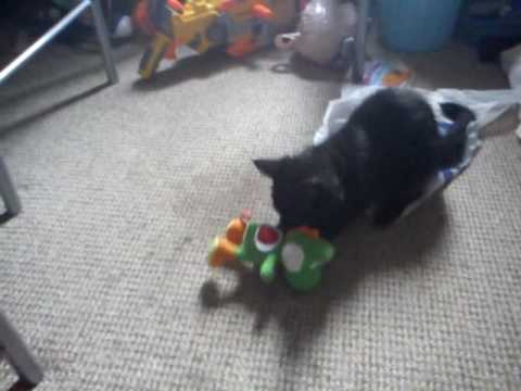 Steam Community :: Video :: kitten vs yoshi