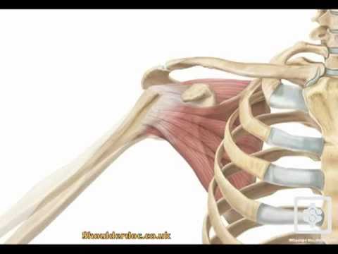 shoulder movement abduction.mov