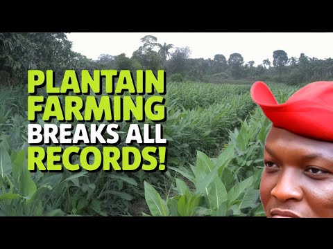 $150 million PLANTAINS Take Over Burkina Faso's Agricultural Scene!