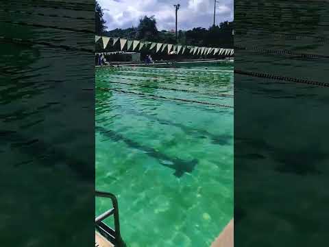 FREE K - AWESOME - NATURAL SPRINGS POOL - DEEP EDDY - AUSTIN TX 🌊