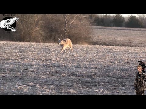 Calling Winter Coyotes With Coyote Based Sounds - Coyote Hunting