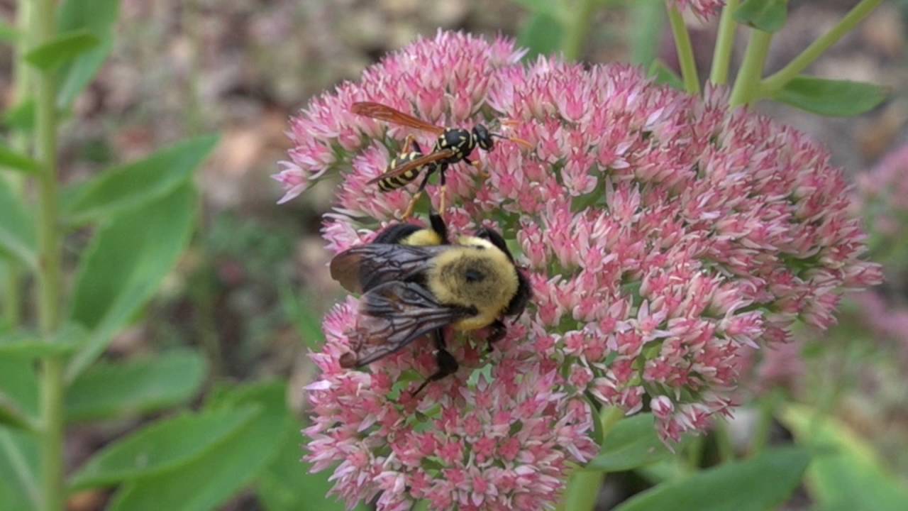 Wasp Picks A Fight With A Bumble Bee
