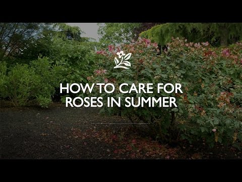 How To Care For Roses In The Summer