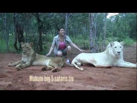 Lion Walk at Mukuni Big 5 Safaris