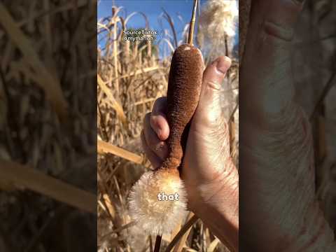 Cattail: Nature's Hidden Magic