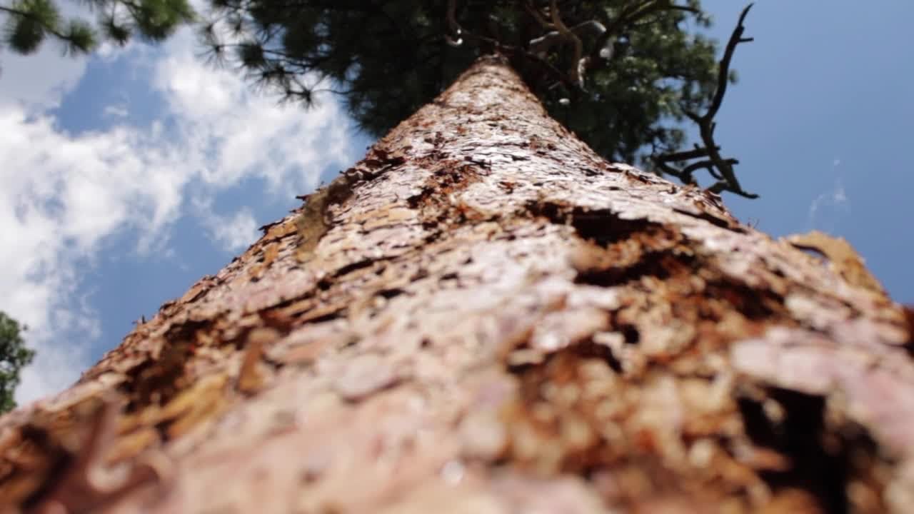 Bitterroot National Forest has proposed changes to Forest Management Plan