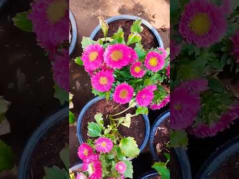 Aster flowers 🌺🌹 for summer 🌞 #shorts #gardening #floweringplants #asterflower