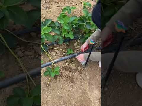 Strawberry Tissue Culture Techniques ๐#satisfying #short