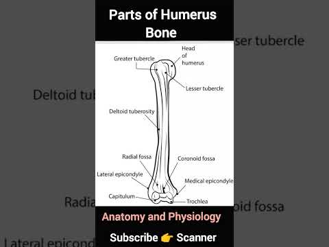 Parts of Humerus Bone l Anatomy and Physiology l Paramedical notes l nursing notes l