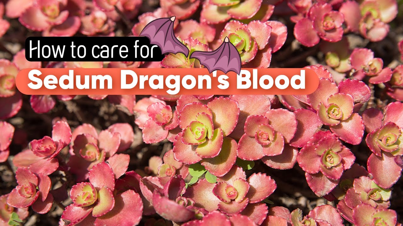 BEST TIPS | HOW TO CARE FOR DRAGON'S BLOOD SEDUM | SCHORBUSER BLUT