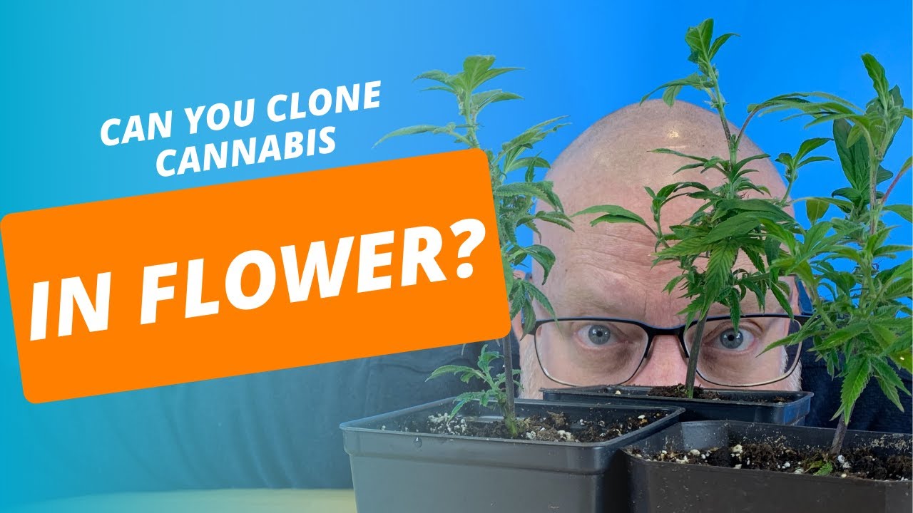 Can You Clone a Cannabis Plant in Flower?