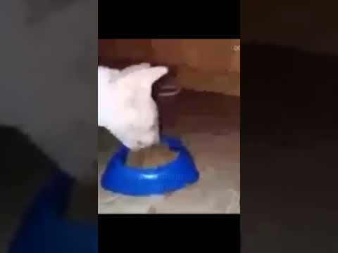 cat eating meme cartoon bite sfx